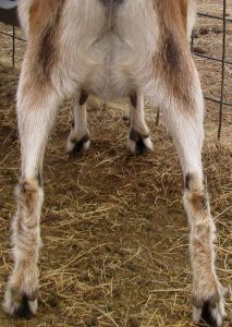 Dairy Goat Udder Development - Grit